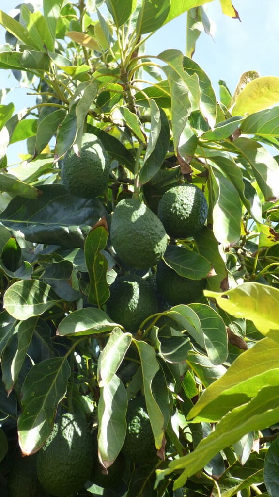 Buy Fresh Organic Avocado Leaves for Tea - Zava Ranch