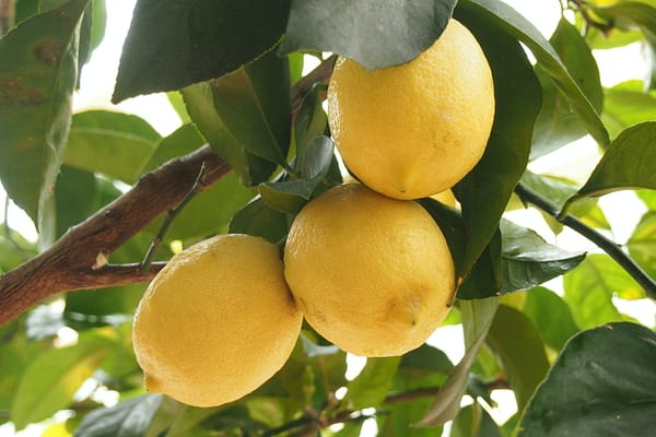 California Organic Lemons Delivered from Grower - Zava Ranch