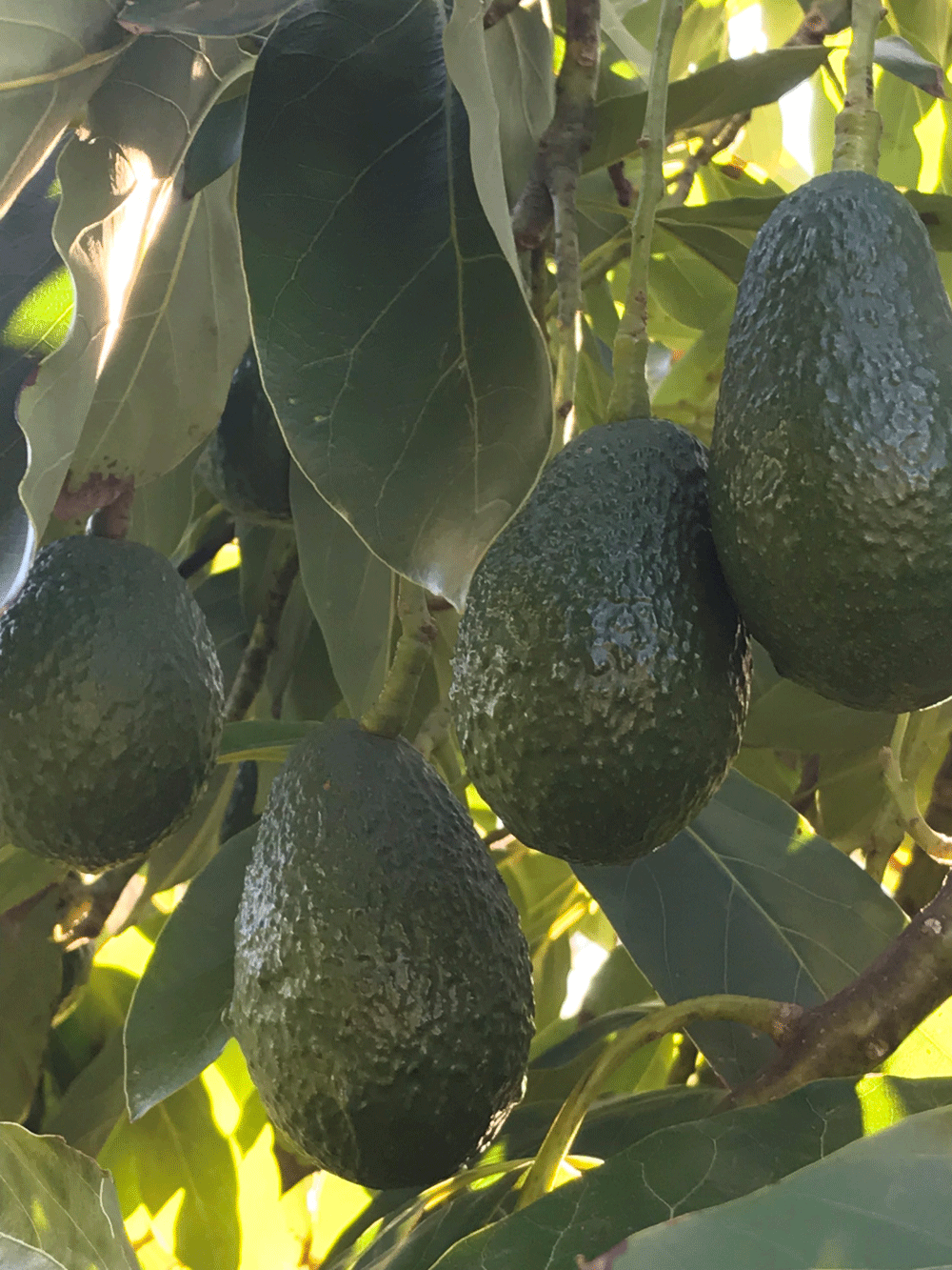 California Organic Avocados Delivered - Chemical-Free Zava Ranch