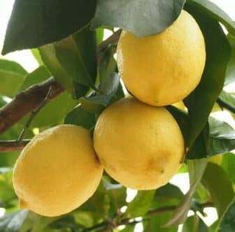 California Organic Lemons Delivered from Grower - Zava Ranch
