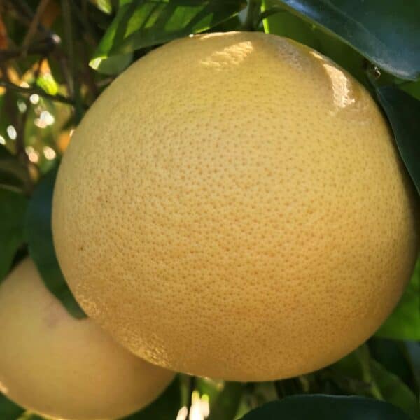 Buy California Organic Grapefruit Delivered - Zava Ranch