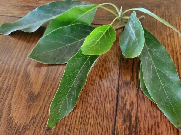 Buy Fresh Organic Avocado Leaves for Tea - Zava Ranch
