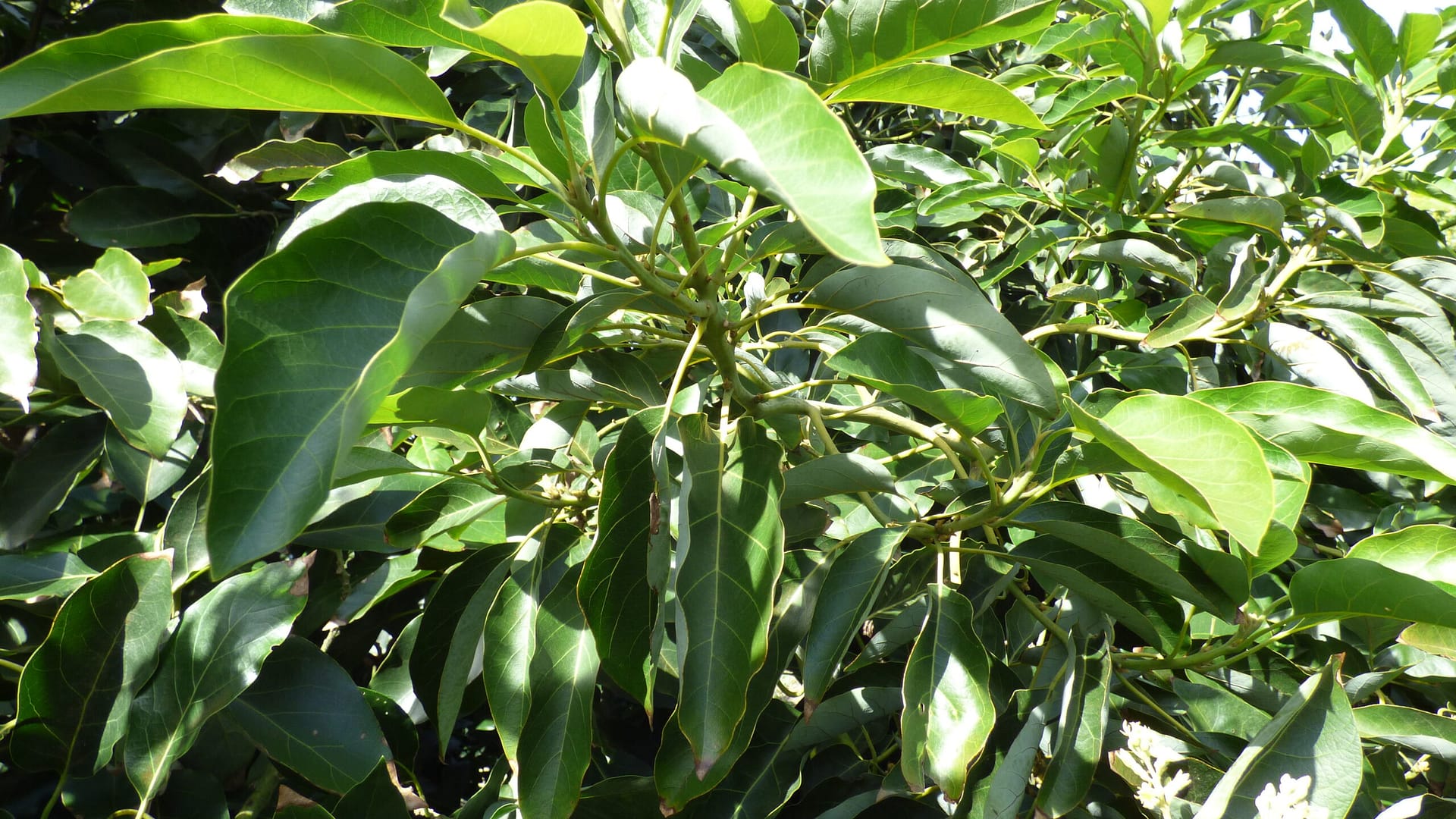 Buy Fresh Organic Avocado Leaves for Tea - Zava Ranch